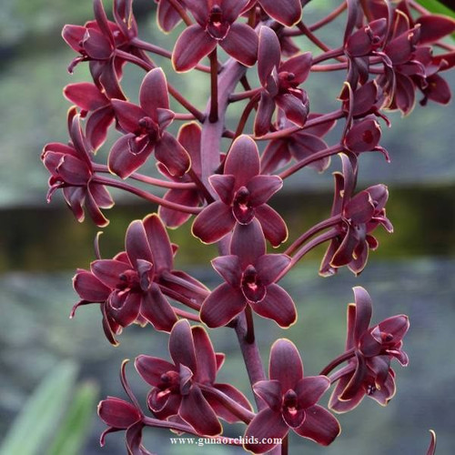 Buy Cymbidium Little Black Sambo 'Black Magic' Orchid Online | Guna Orchids