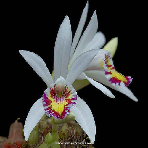 Buy Pleione Maculata Orchid Online | Guna Orchids