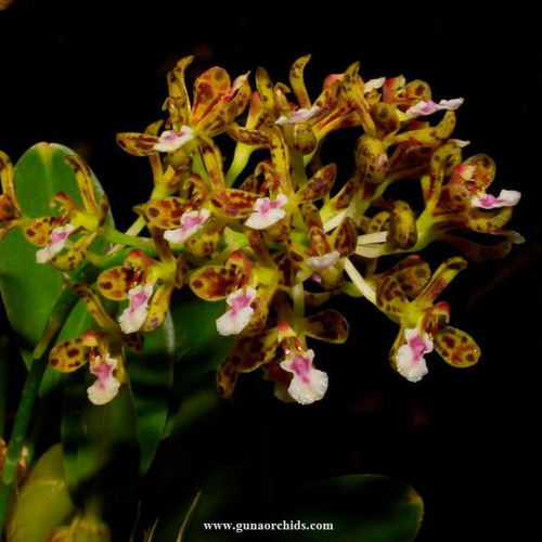 Buy Acriopsis Densiflora Orchid Online | Guna Orchids