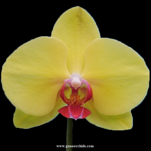 Buy Phalaenopsis OX Golden Star Orchid Online | Guna Orchids