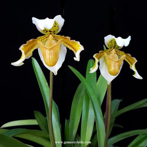Buy Paphiopedilum Exul Orchid Online | Guna Orchids
