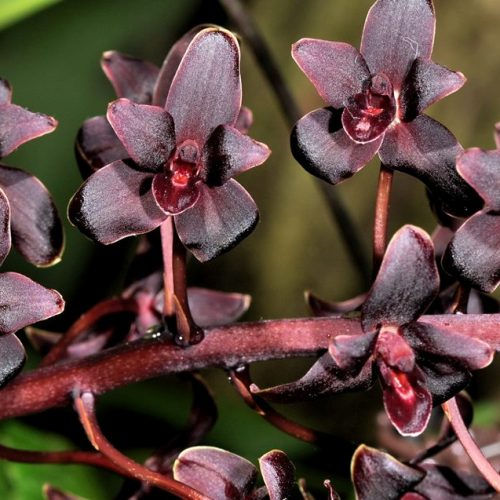 Cymbidium Little Black Sambo 'Black Magic' Care Key | Guna Orchids