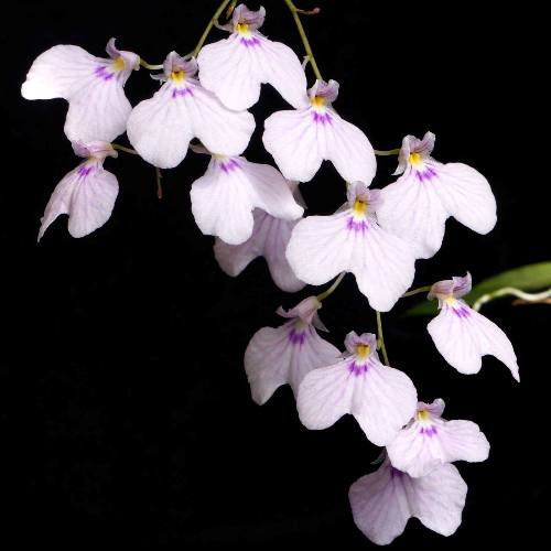 Ionopsis Utricularioides Care Key | Guna Orchids