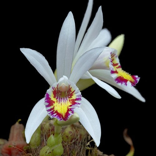 Pleione Maculata Care Key | Guna Orchids
