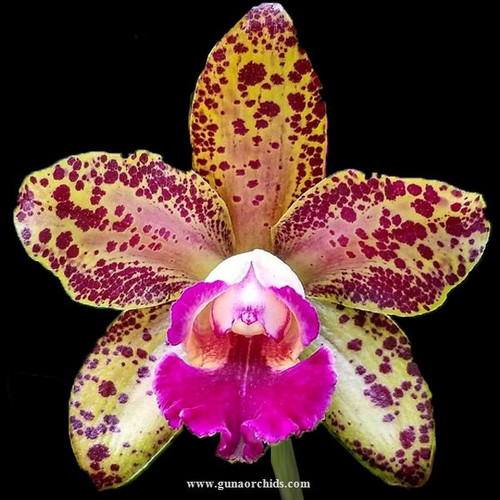 Buy Cattleya Waianae Leopard Orchid Online | Guna Orchids