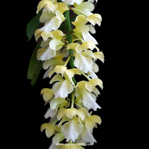 Buy Aerides Falcata Alba Orchid Online | Guna Orchids