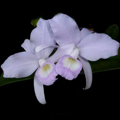Cattleya Skinneri var. Coerulea Care Key | Guna Orchids