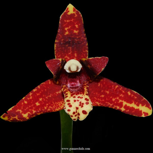 Buy Maxillaria Tenuifolia - Coconut Orchid Orchid Online | Guna Orchids