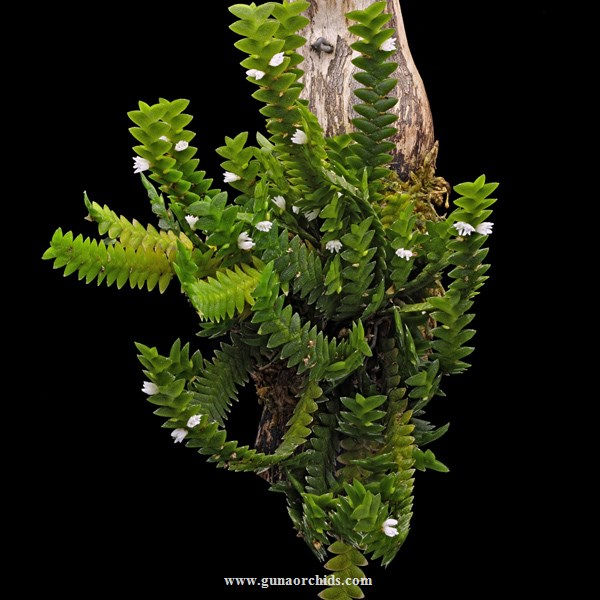 Buy Microsaccus Griffithii Orchid Online | Guna Orchids
