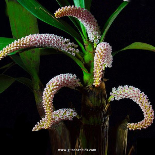 Buy Eria Densa Orchid Online | Guna Orchids