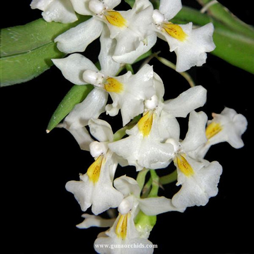 Buy Rodriguezia Batemanii Orchid Online | Guna Orchids