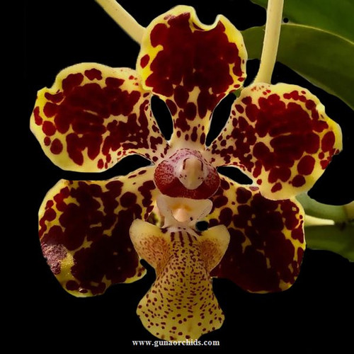 Buy Vanda Lombokensis Orchid Online | Guna Orchids