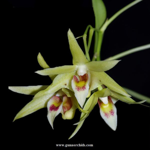 Buy Dendrobium Officinale Orchid Online | Guna Orchids