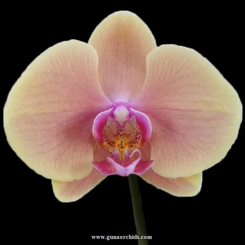 Buy Phalaenopsis Ox Golden Apple Orchid Online | Orchid Plants for Sale ...