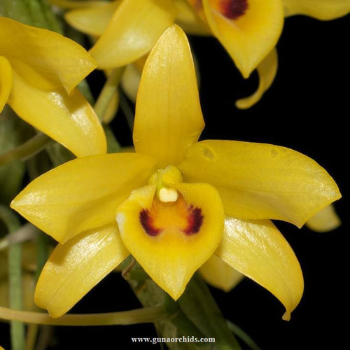 Buy Dendrobium Friedericksianum Orchid Online | Guna Orchids