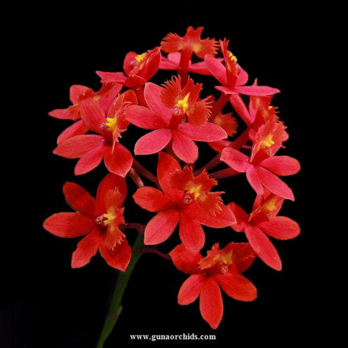 Buy Epidendrum Big Red 'SOC' MS Orchid Online | Orchid Plants for Sale ...
