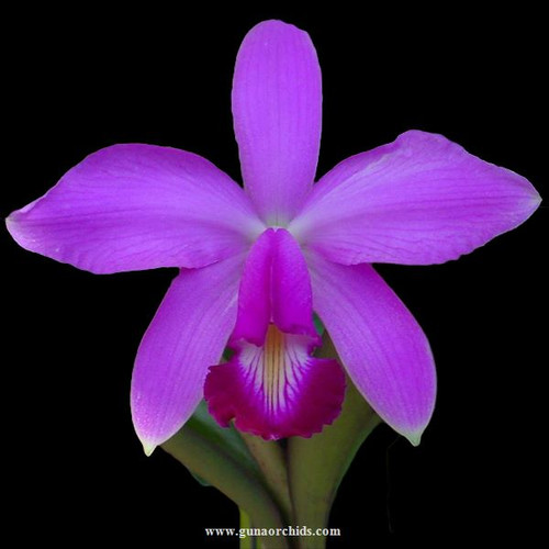 Buy Cattleya Violacea Orchid Online | Guna Orchids