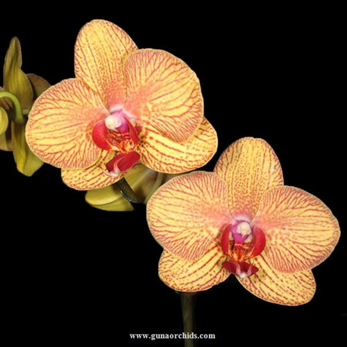 Buy Phalaenopsis Ox Lottery Orchid Online | Guna Orchids