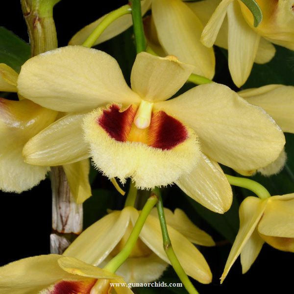 Dendrobium Orchids for Sale | Order Online for Delivery | Guna Orchids ...