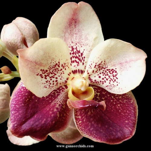 Buy Vanda Justin Tkatchenko Orchid Online | Orchid Plants for Sale ...