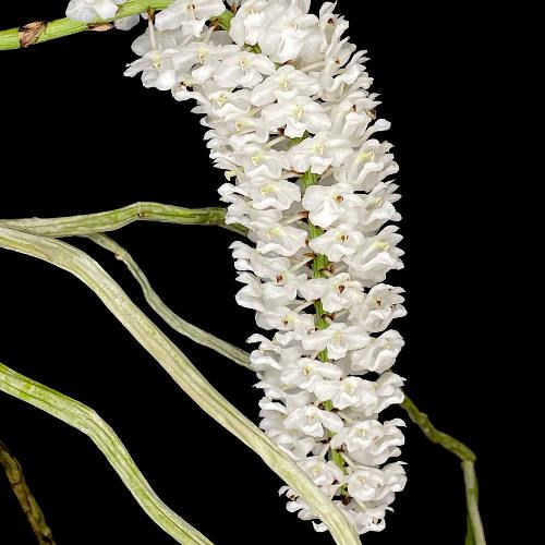 Rhynchostylis Retusa Alba Care Key | Guna Orchids