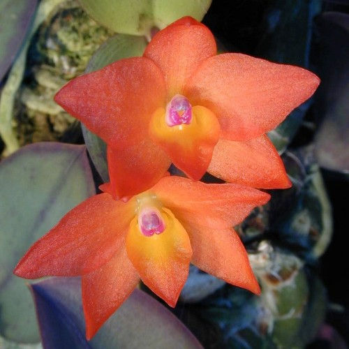 Sophronitis Cernua Care Key | Guna Orchids