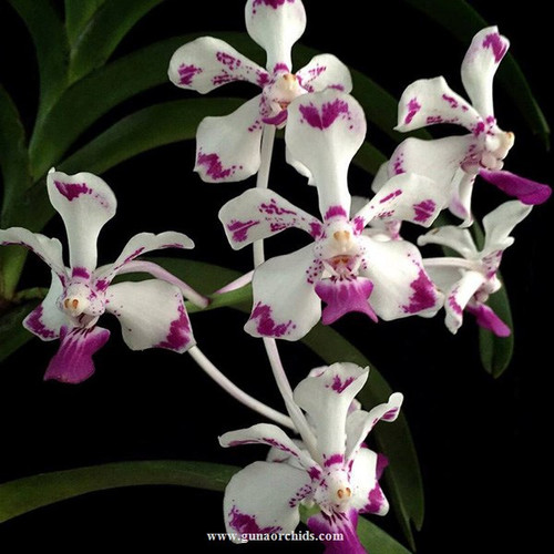 Buy Vanda Luzonica Orchid Online | Guna Orchids