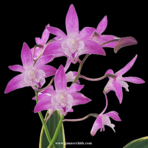 Exotic Dendrobium Species Orchids for Sale in India | Order Online for ...