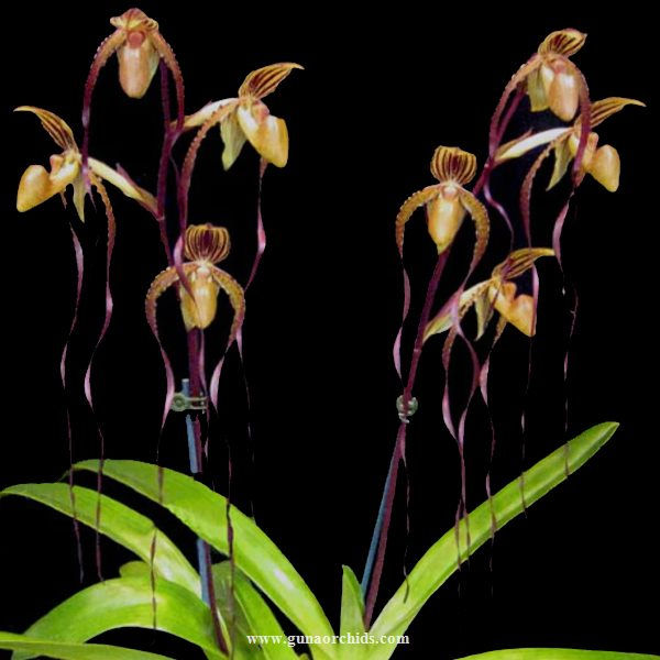 Paphiopedilum Orchids for Sale | Buy Lady's Slipper Orchid Plants ...