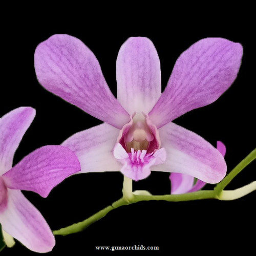 Buy Dendrobium Mini Pink Orchid Online | Orchid Plants for Sale | Guna ...