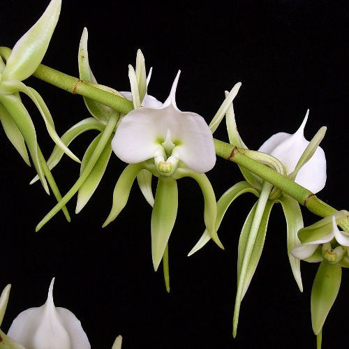 Angreacum Eburneum Care Key | Guna Orchids