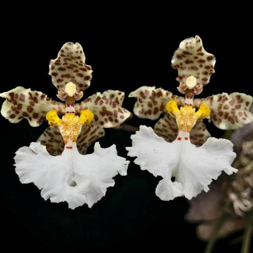 Trichocentrum Jonesianum Care Key | Guna Orchids