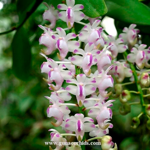 Buy Aerides Odorata Orchid Online | Guna Orchids