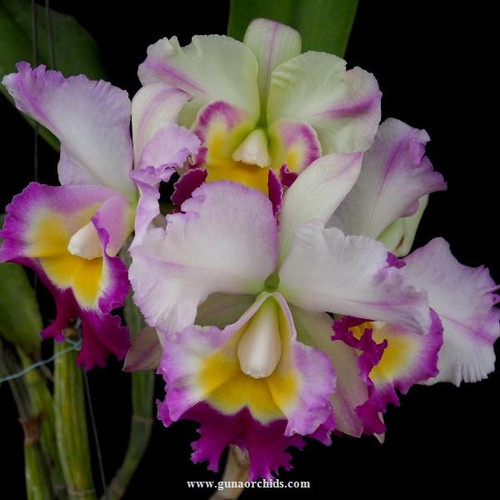 Buy Rhyncholaeliocattleya Claude W. Hamilton Orchid Online | Guna Orchids