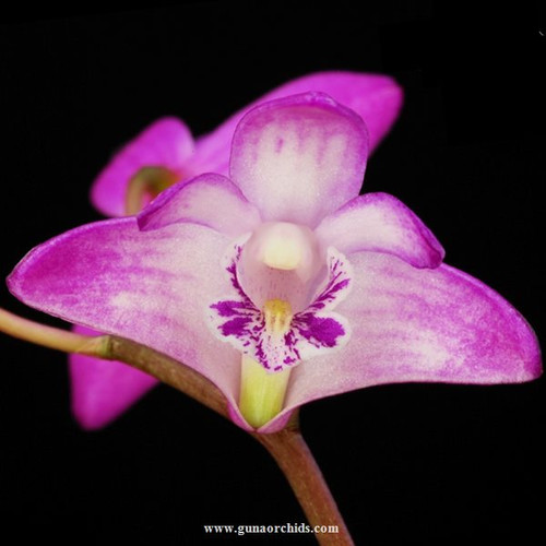Buy Dendrobium Kingianum Orchid Online | Orchid Plants for Sale | Guna ...