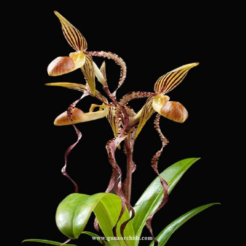 Buy Paphiopedilum Sanderianum Orchid Online | Guna Orchids