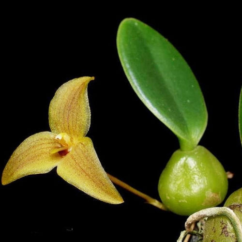 Trias Oblonga Care Key | Guna Orchids