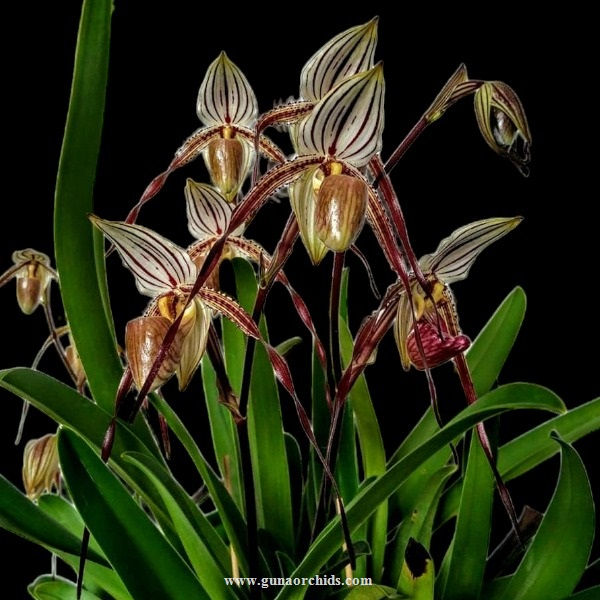 Paphiopedilum Orchids for Sale | Buy Lady's Slipper Orchid Plants ...