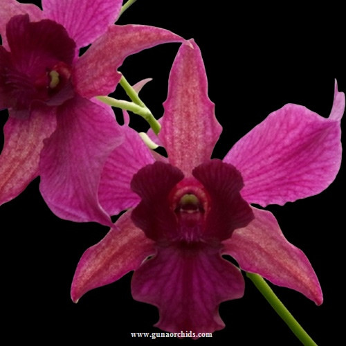 Buy Dendrobium Violet Yamaji ‘Nalo’ Orchid Online | Guna Orchids