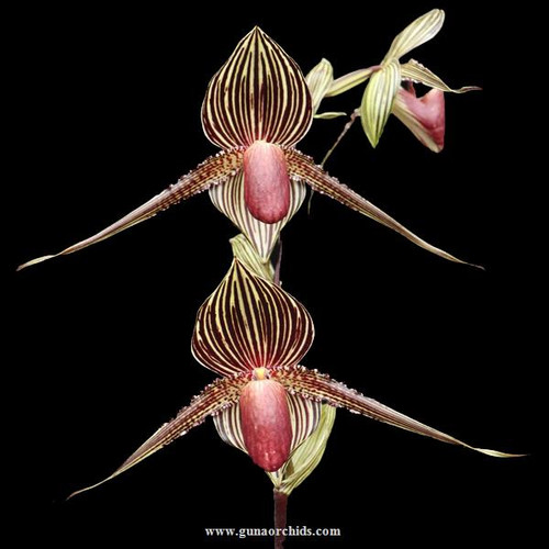 Buy Paphiopedilum Rothschildianum BS Orchid Online | Orchid Plants for ...