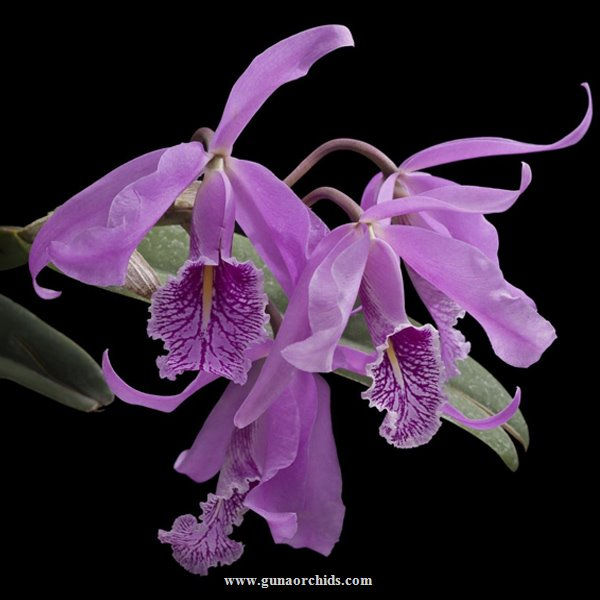 Buy Cattleya Maxima Orchid Online | Guna Orchids