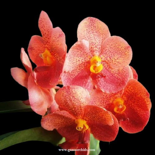 Buy Vanda Fuchs Sunset x Dr Anek Orchid Online | Guna Orchids