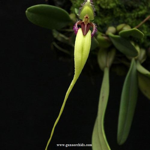 Buy Bulbophyllum Fascinator Var. Semi Alba Orchid Online | Guna Orchids