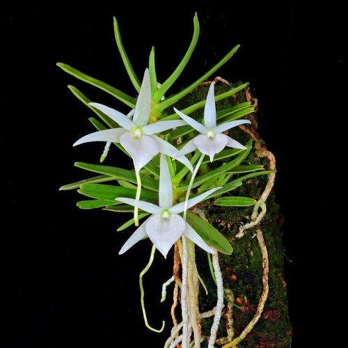 Angraecum Didieri Care Key | Guna Orchids
