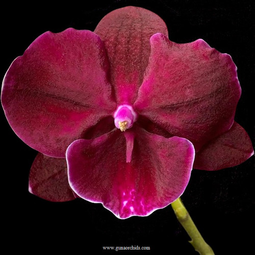 Buy Phalaenopsis Red Wine - FF | BS Orchid Online | Orchid Plants for Sale | Guna Orchids