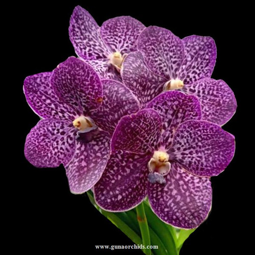 Buy Vanda Goramgo x Manuvadee BS Orchid Online | Orchid Plants for Sale ...