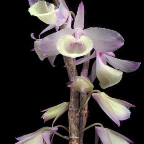 Dendrobium Aphyllum Care Key | Guna Orchids