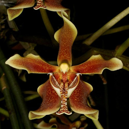 Paraphalaenopsis Labukensis Care Key | Guna Orchids