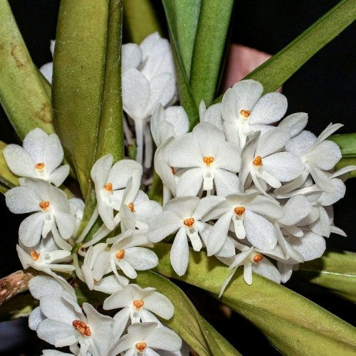 Ascocentrum Ampullaceum 'Alba' Care Key | Guna Orchids