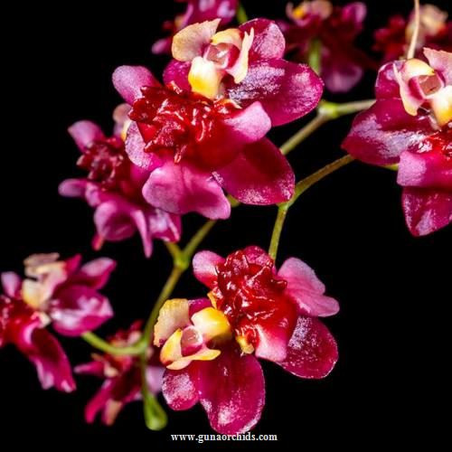 Buy Oncidium Twinkle Red Orchid Online | Guna Orchids